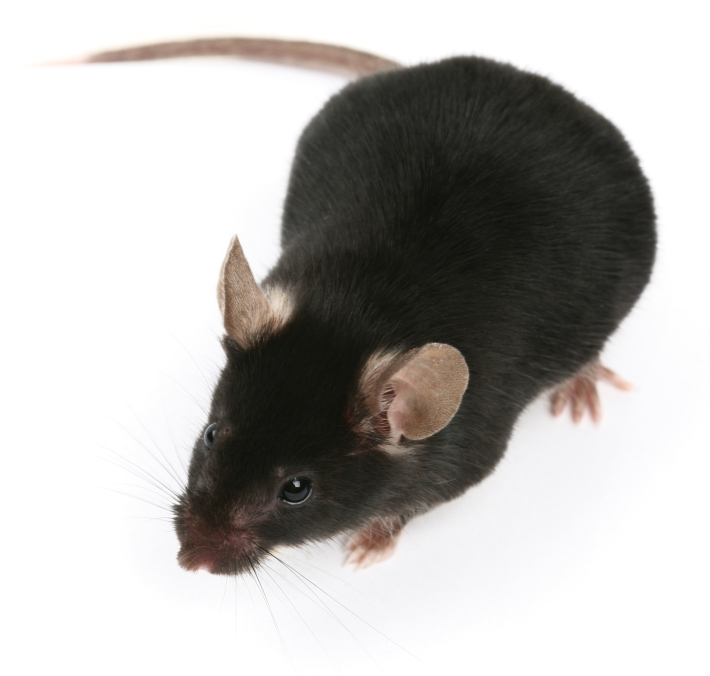 Tallahassee Rodent Control | Wakulla County Extermination